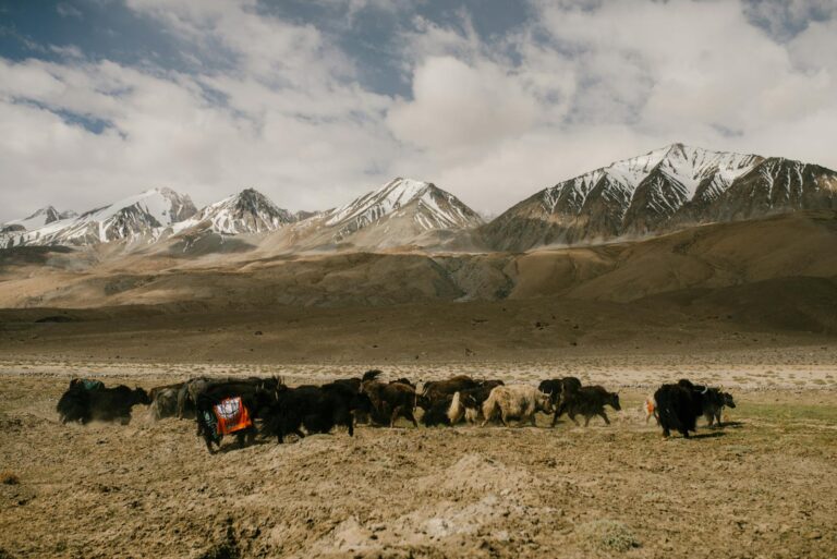 À la découverte du yak : un animal impressionnant des hautes altitudes