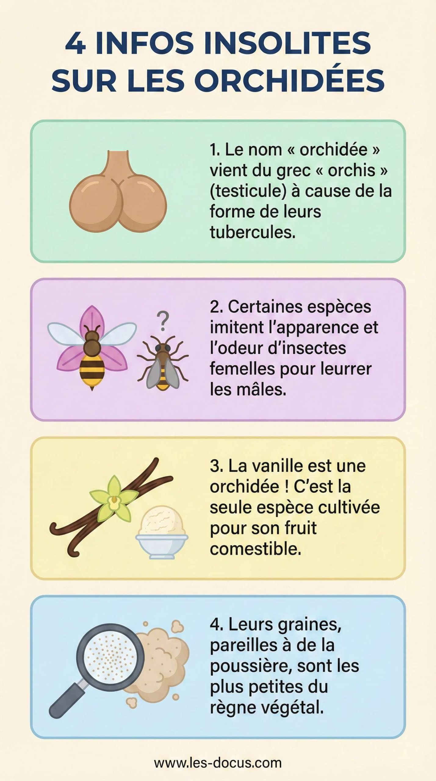 Infographie | 4 infos insolites sur les orchidées